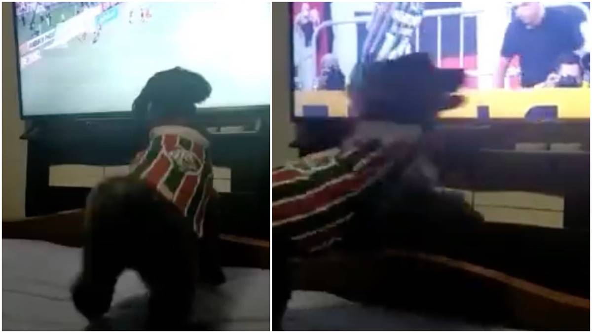Fluminense supporting dog goes viral for reaction vs Flamengo