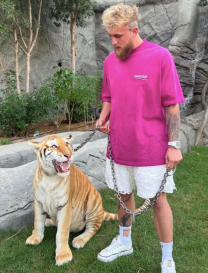 Mike Tyson tigers: Jake Paul's sheepish photo shows the difference ...