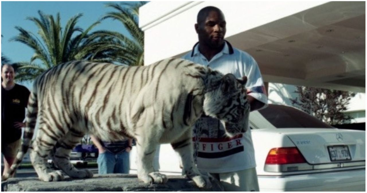 Mike Tyson’s tigers: Iron Mike talks about time they attacked trespasser Mike Tyson’s tigers: Iron Mike talks about time they attacked trespasser